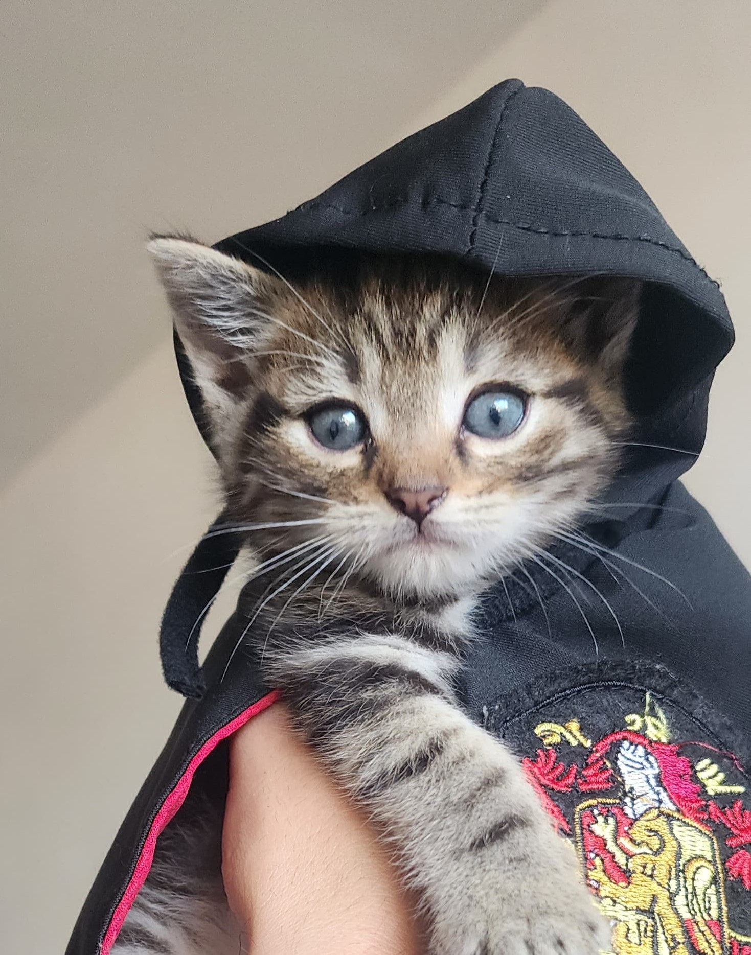 Kitten Adoption Checklist - HappyPatas